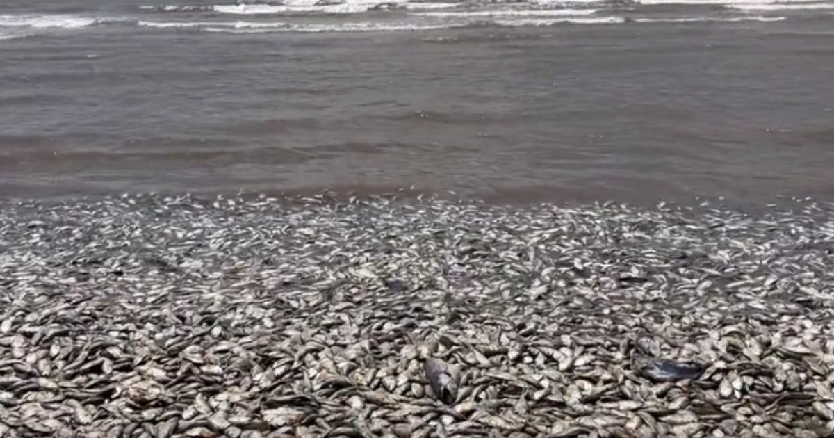 Thousands of Dead Fish Wash Up on Shore of Texas Coast - Christian News Alerts